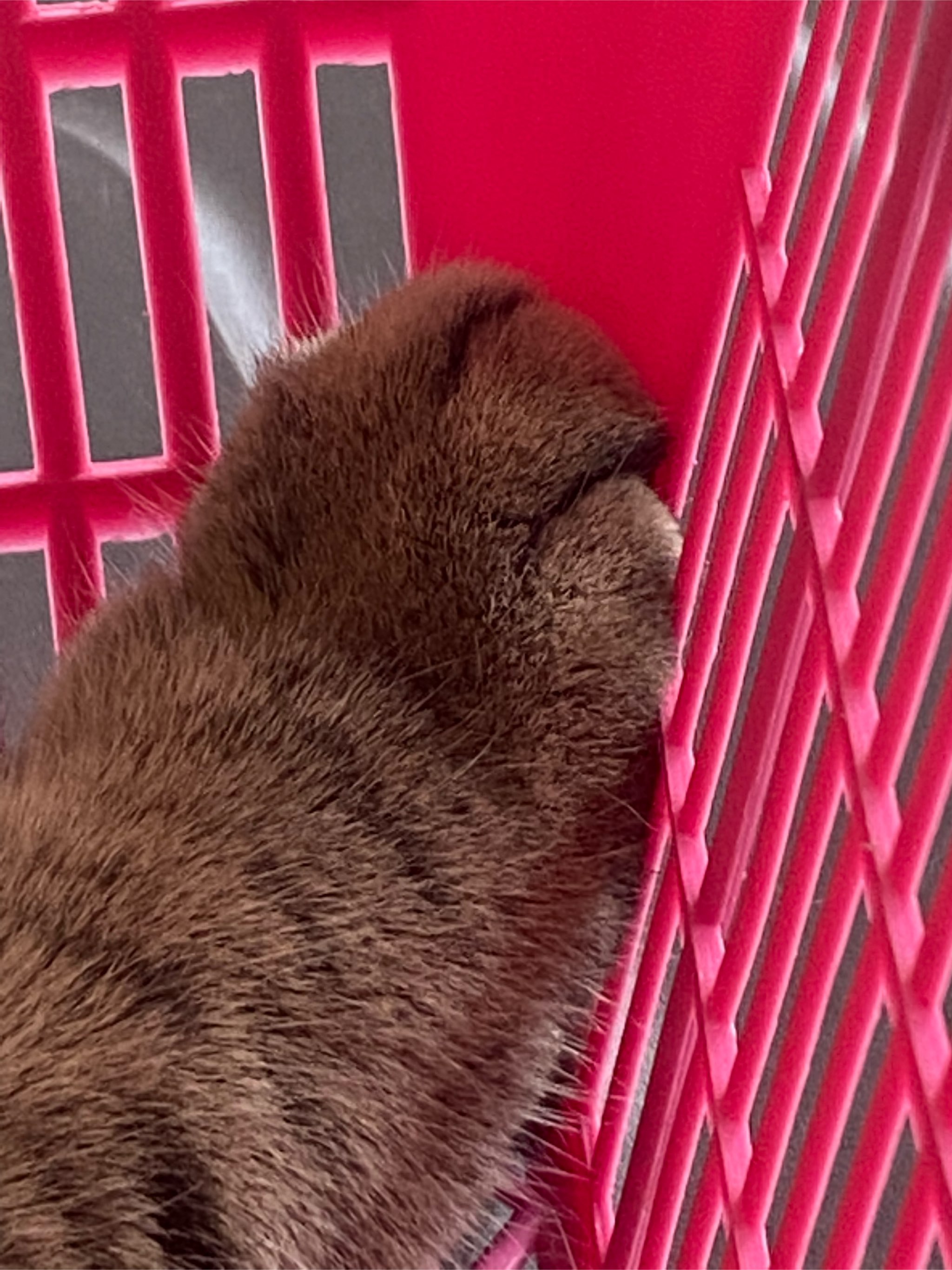 Parima CGM48. Check out these amazing videos! - iAM48 Official Application