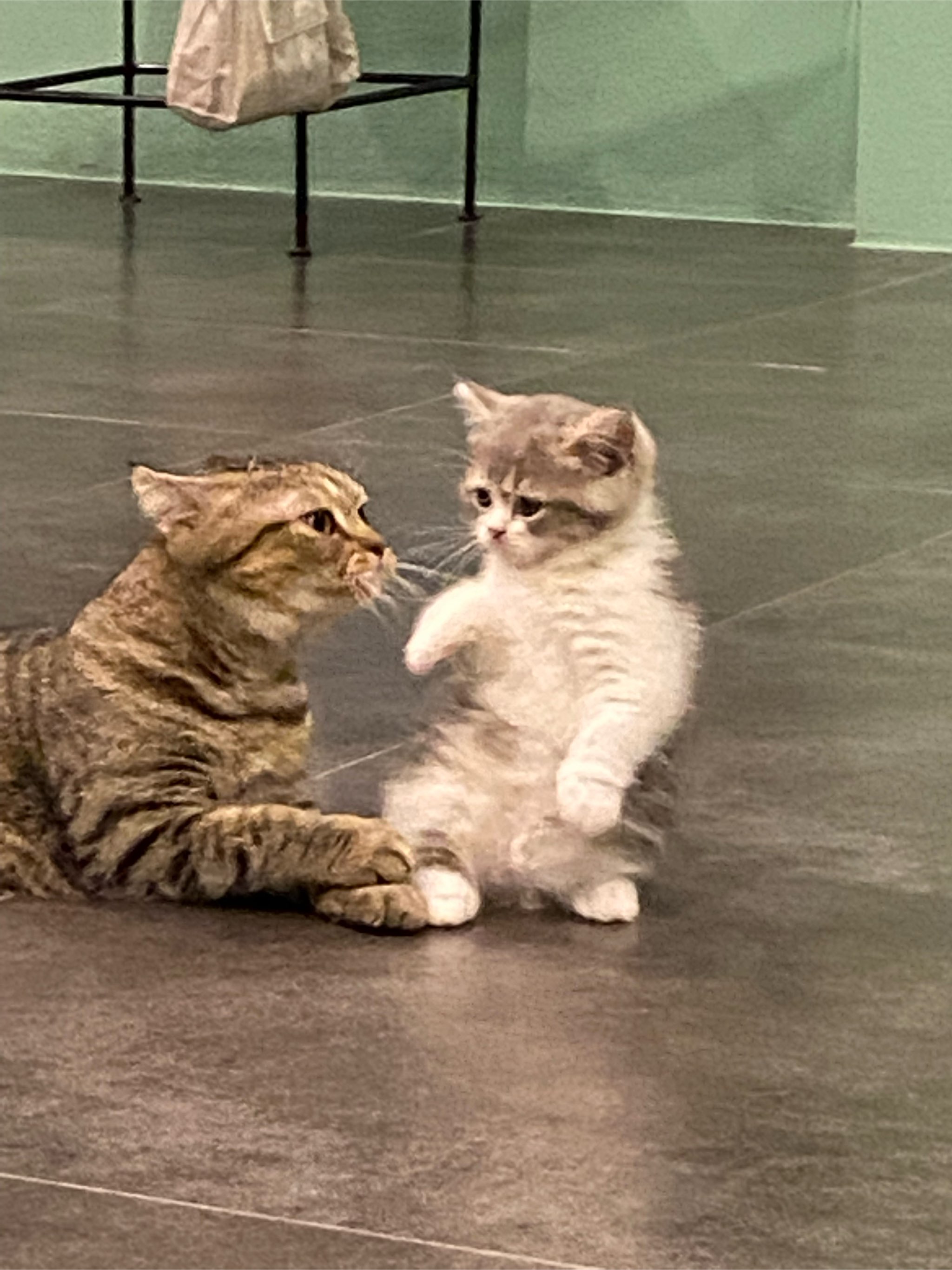 Parima CGM48. Check out these amazing videos! - iAM48 Official Application