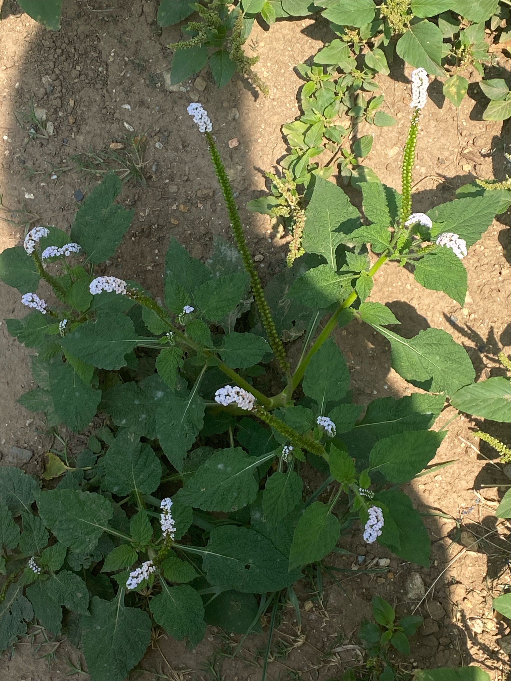 Parima CGM48. Check out these amazing videos! - iAM48 Official Application