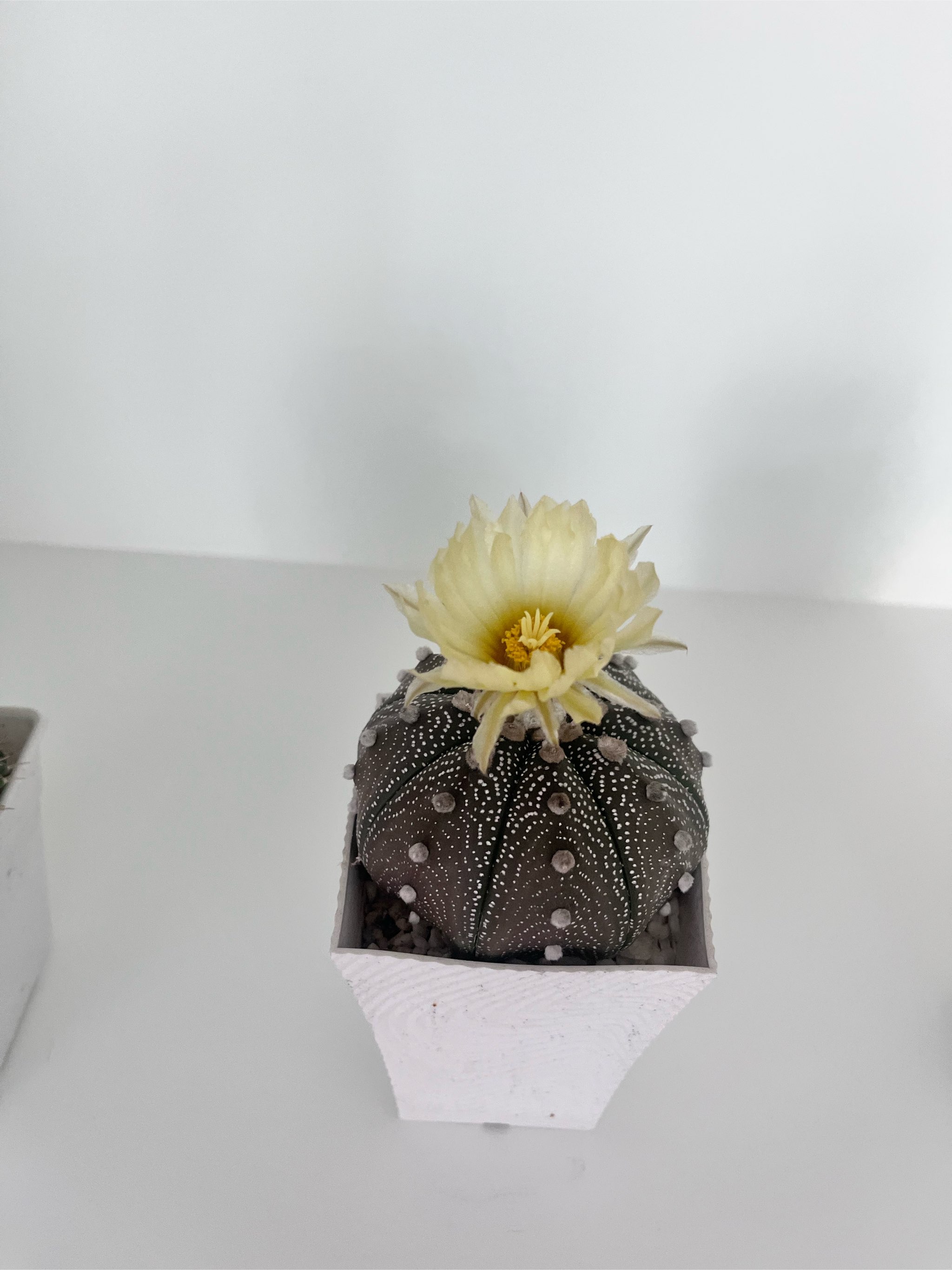 Kaimook BNK48. Check out these amazing videos! - iAM48 Official Application