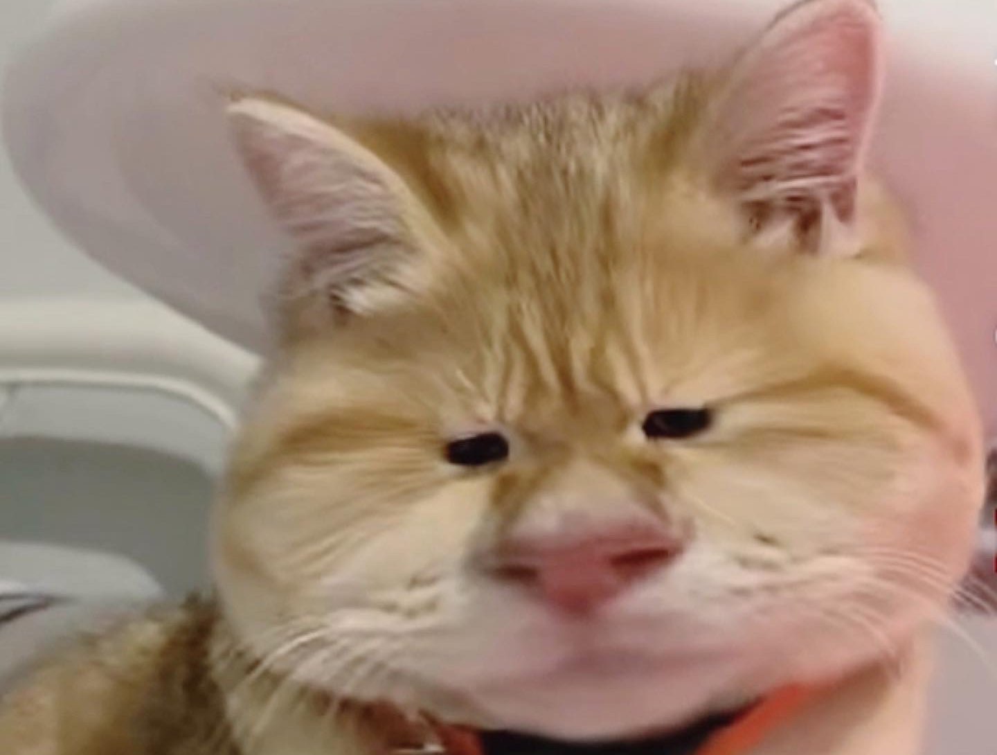 Parima CGM48. Check out these amazing videos! - iAM48 Official Application