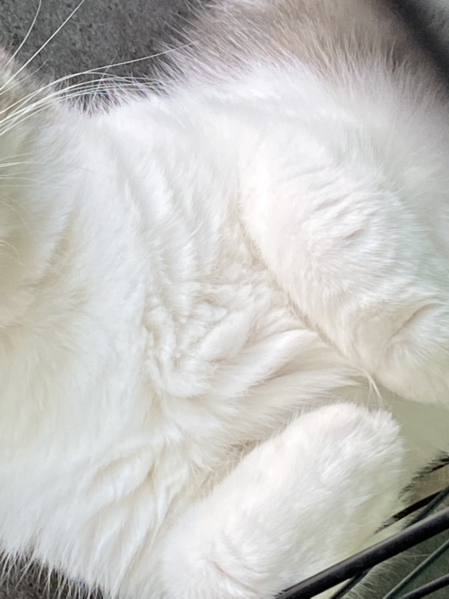 Parima CGM48. Check out these amazing videos! - iAM48 Official Application