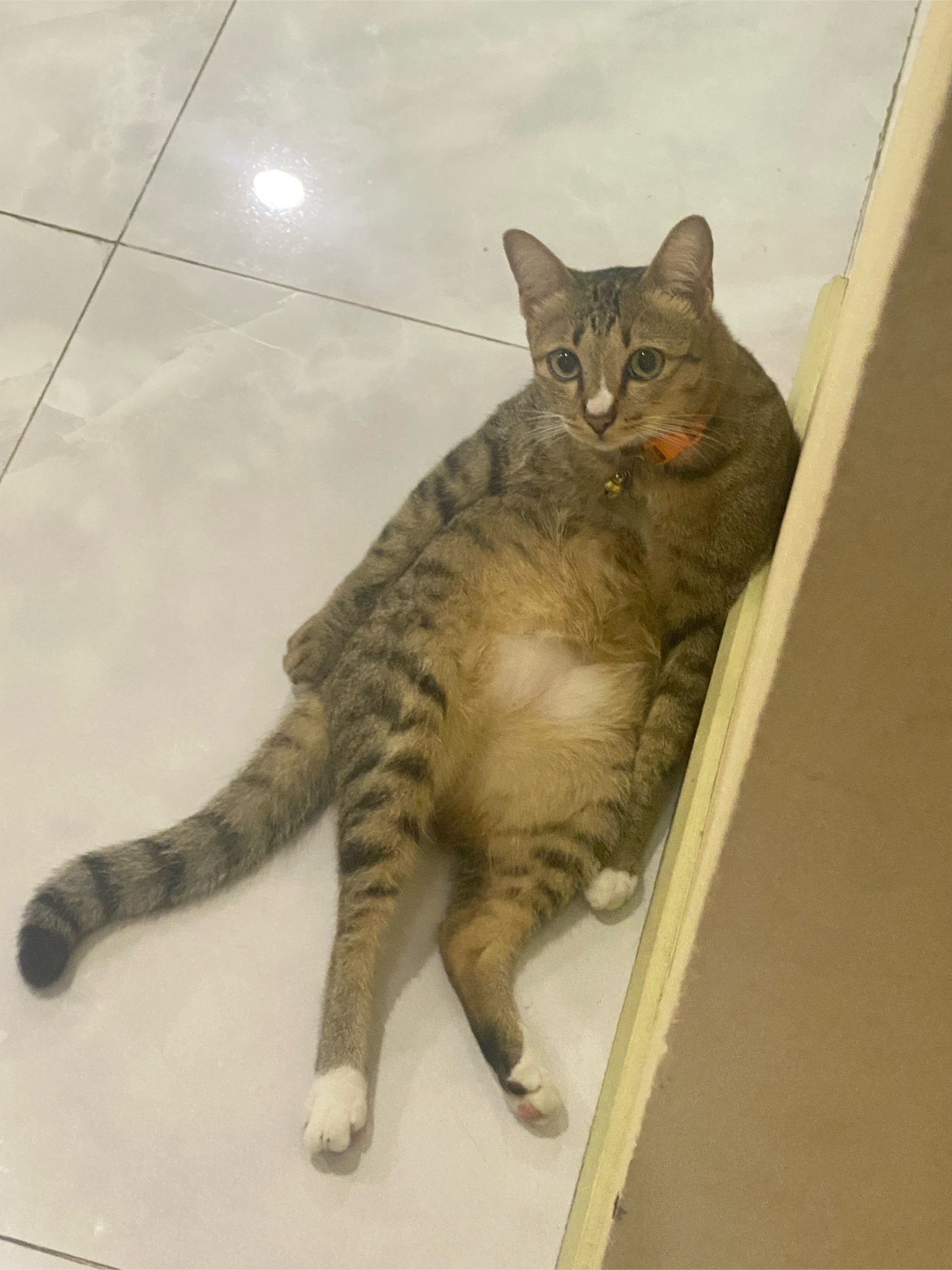 Papang CGM48. Check out these amazing videos! - iAM48 Official Application