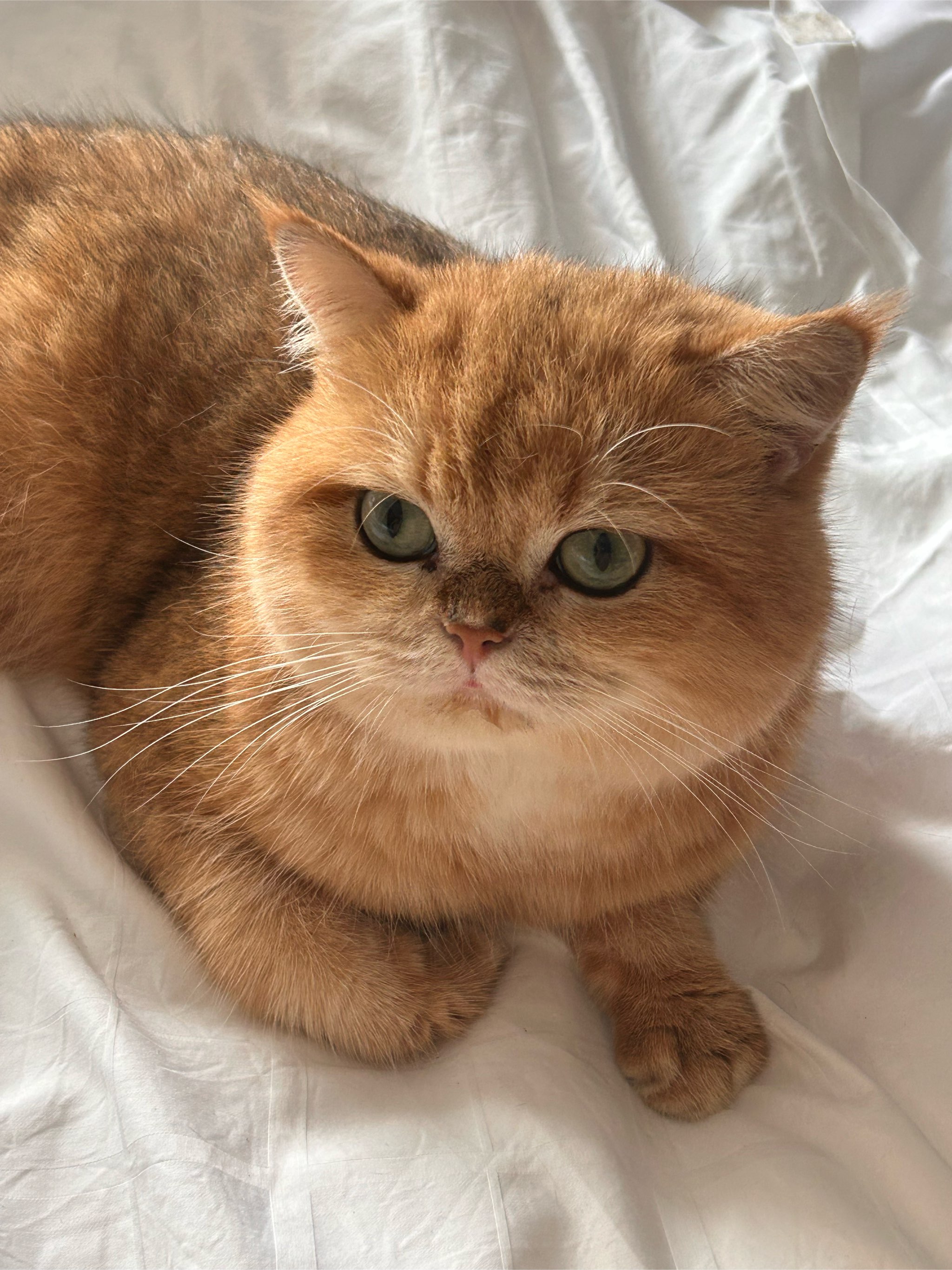 Nene BNK48. Check out these amazing videos! - iAM48 Official Application