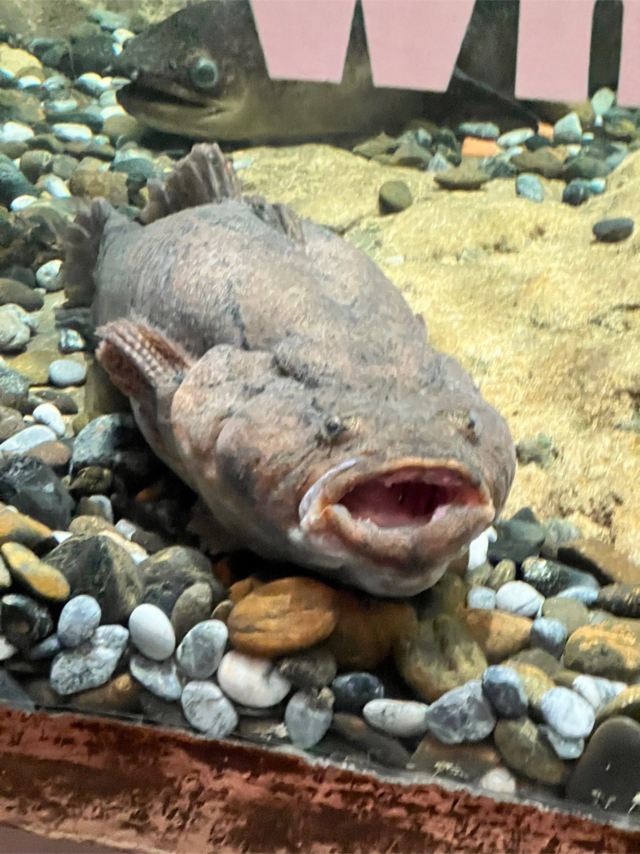 iAM48 Official Application