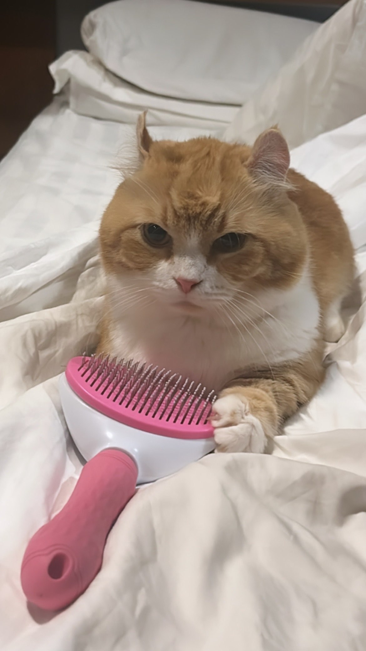 Nene BNK48. Check out these amazing videos! - iAM48 Official Application