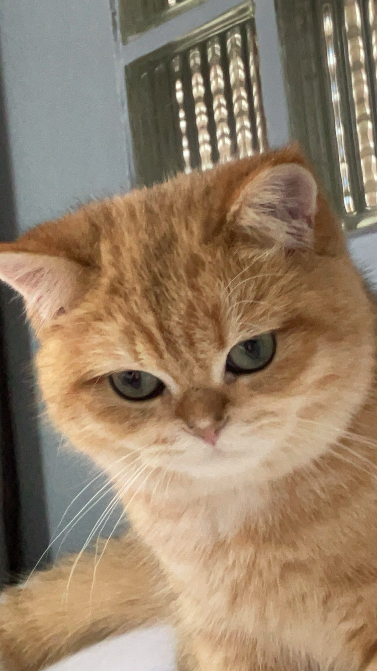 Nene BNK48. Check out these amazing videos! - iAM48 Official Application