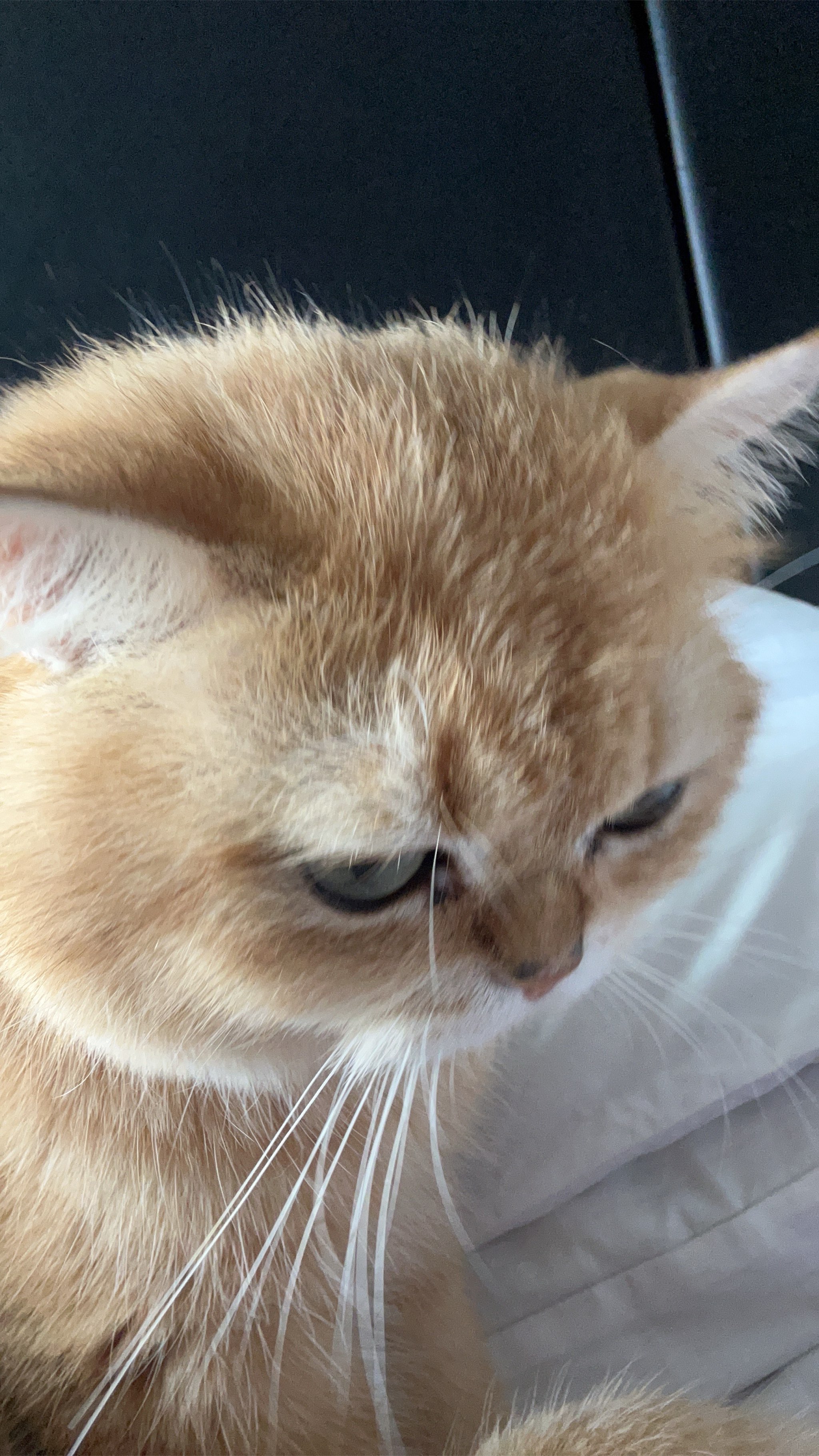 Check out Nene 's live! - iAM48 Official Application