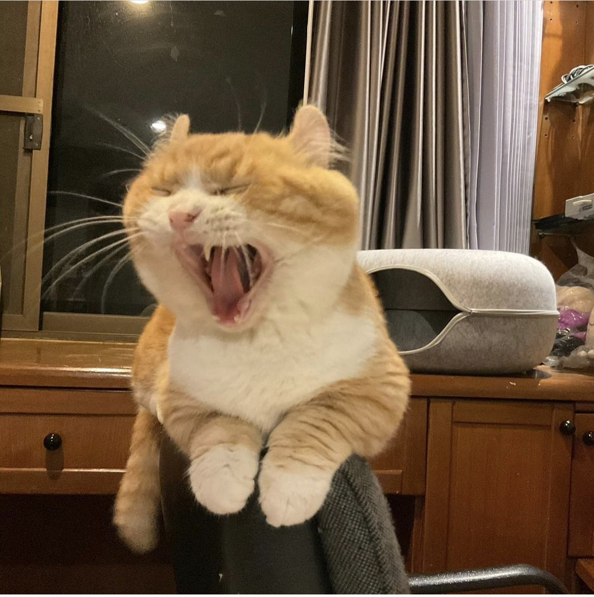 Check out Nene 's live! - iAM48 Official Application