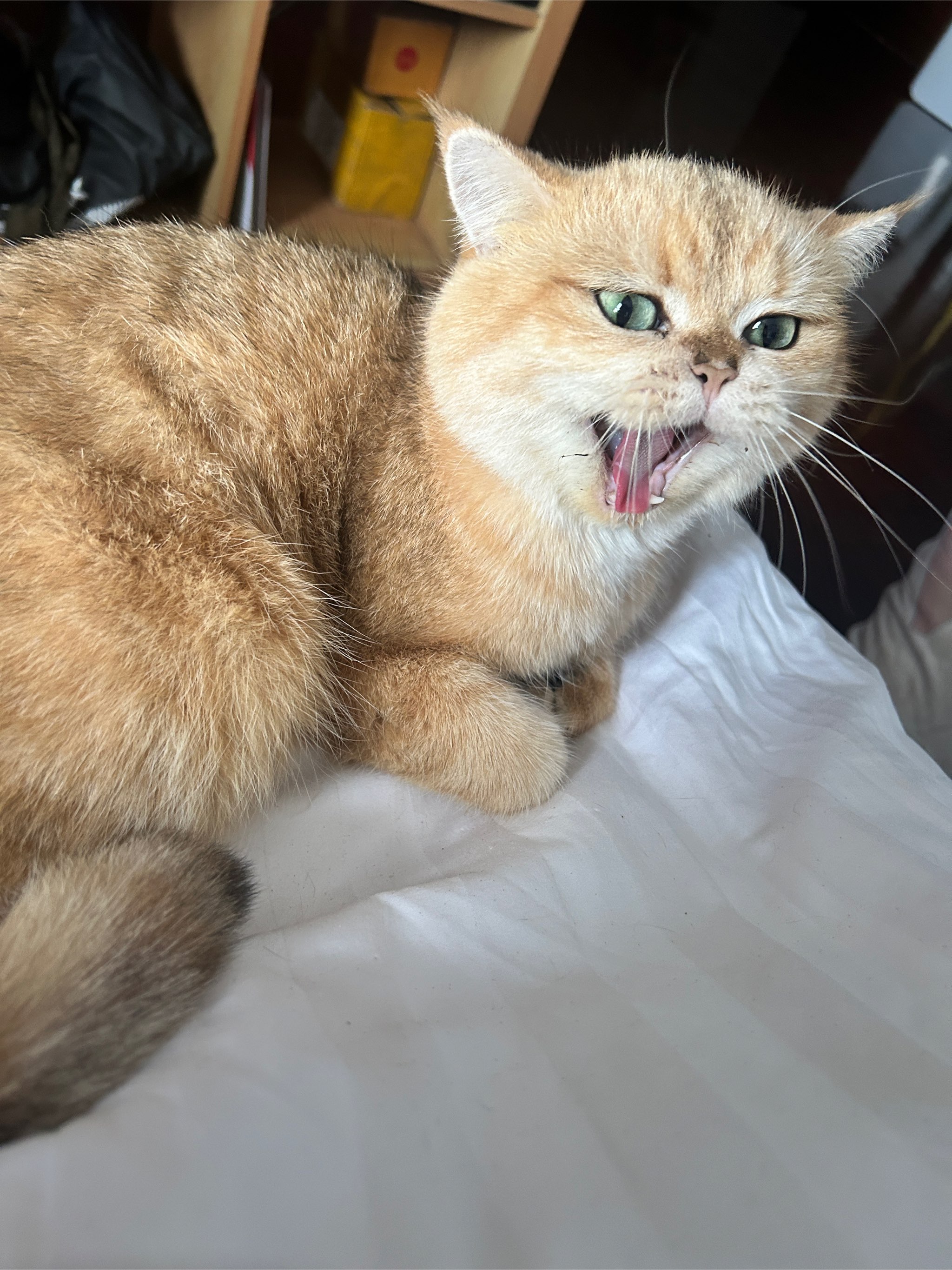 Check out Nene 's live! - iAM48 Official Application