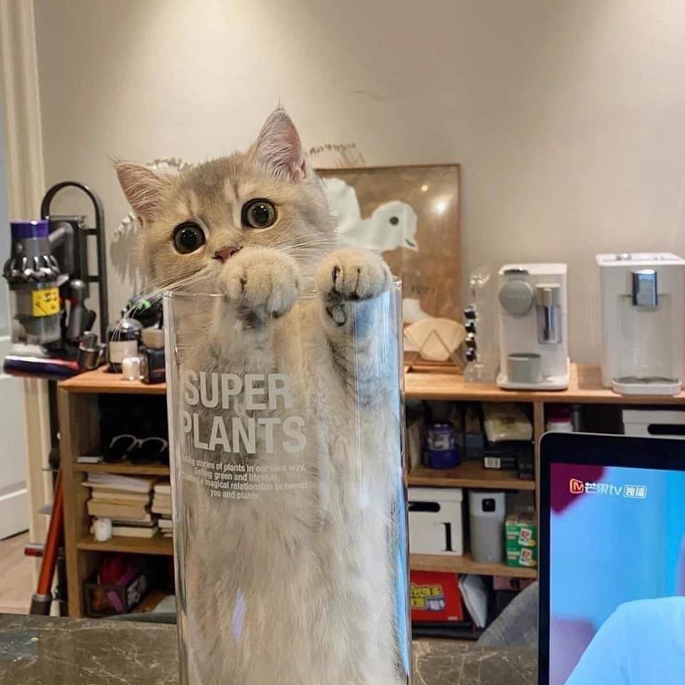 Check out Piam 's live! - iAM48 Official Application